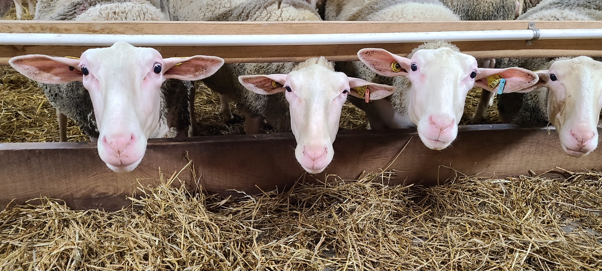 Home - Dairy Sheep Co-operative Inc.