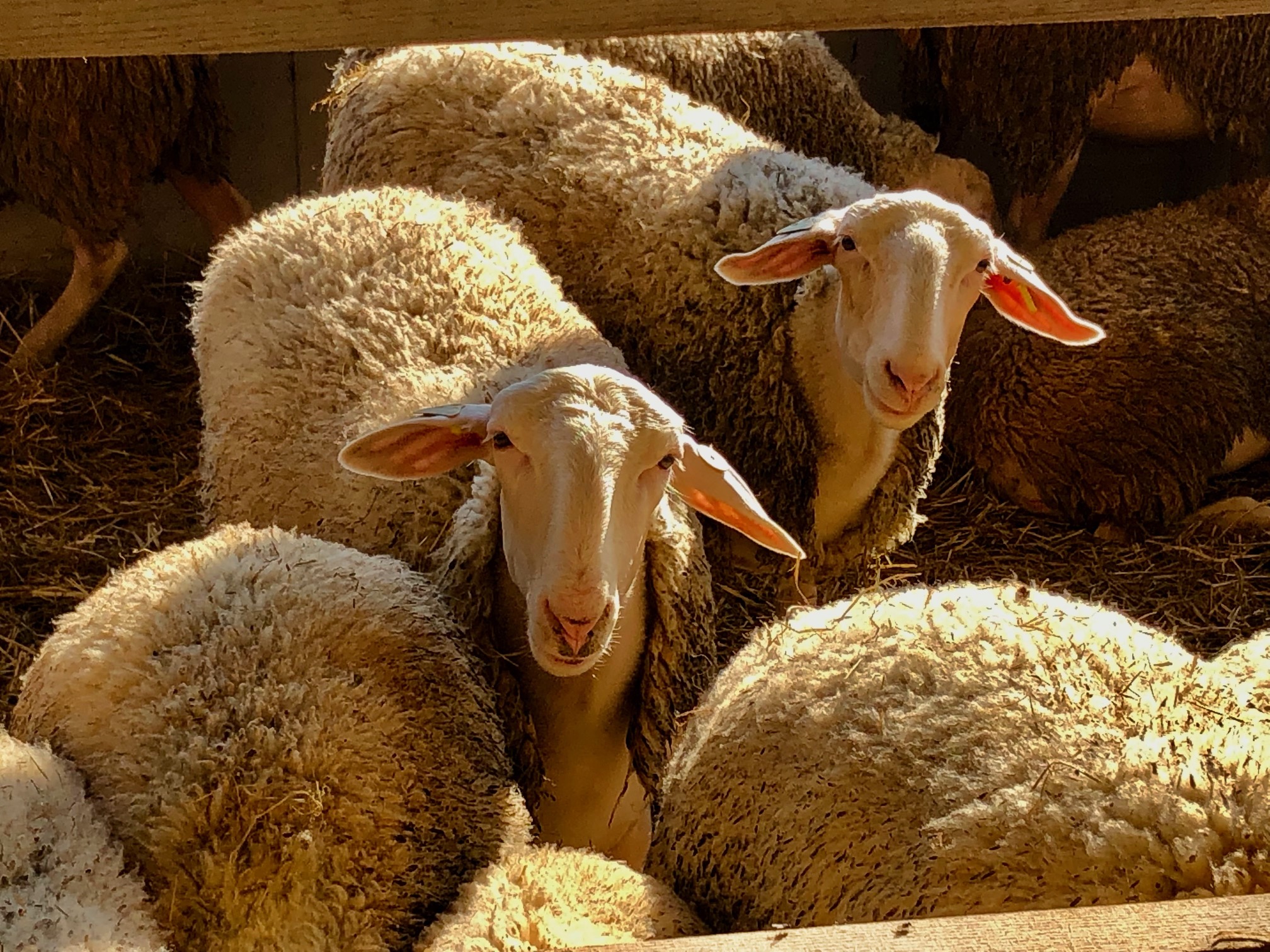 Home - Dairy Sheep Co-operative Inc.