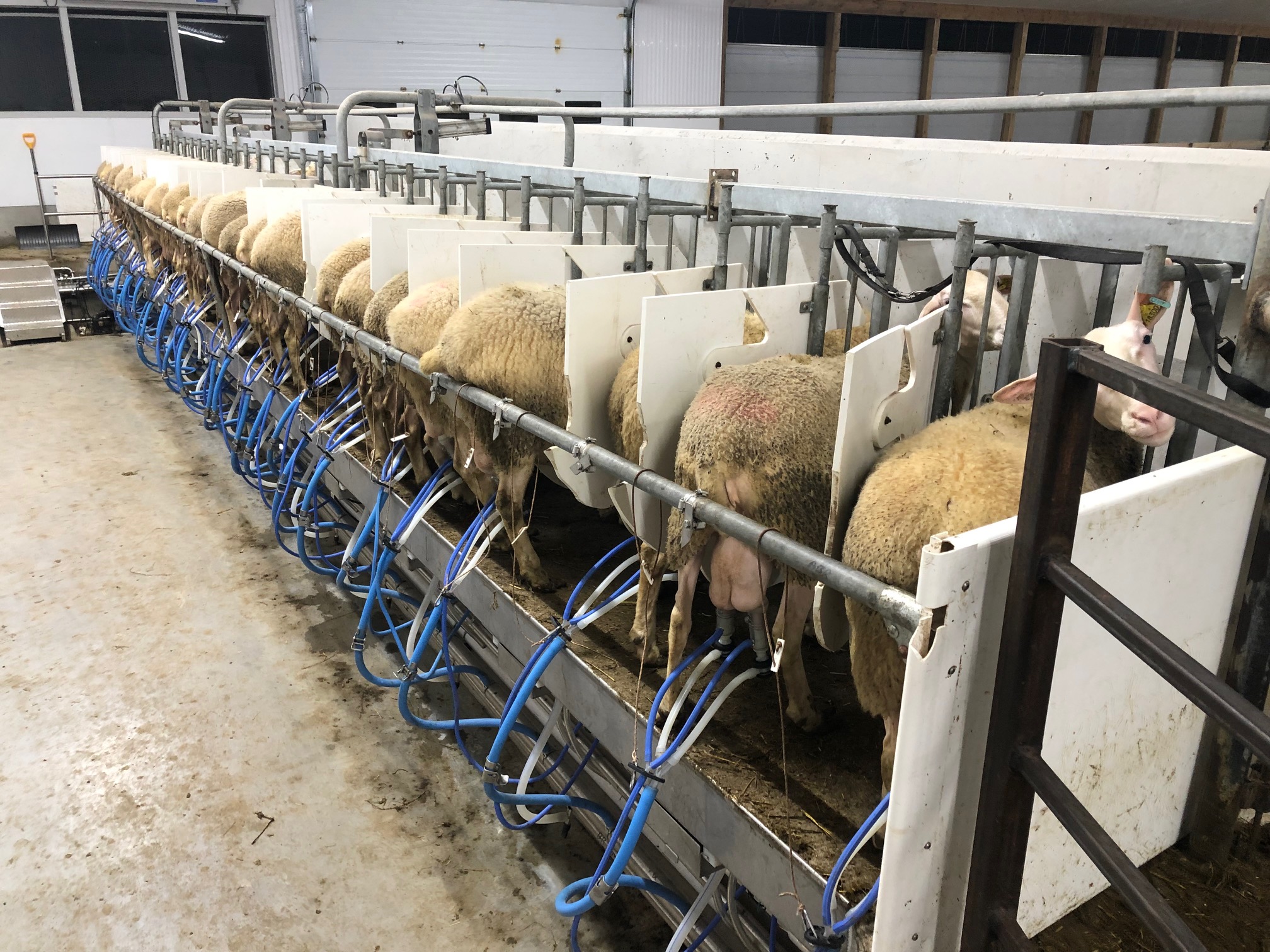 Home - Dairy Sheep Co-operative Inc.